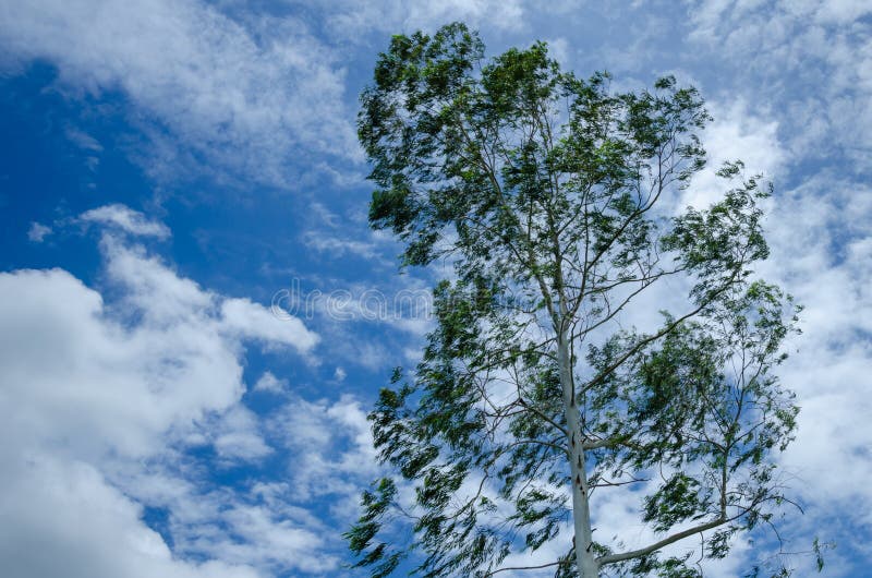 Oilchai - Photographer profile