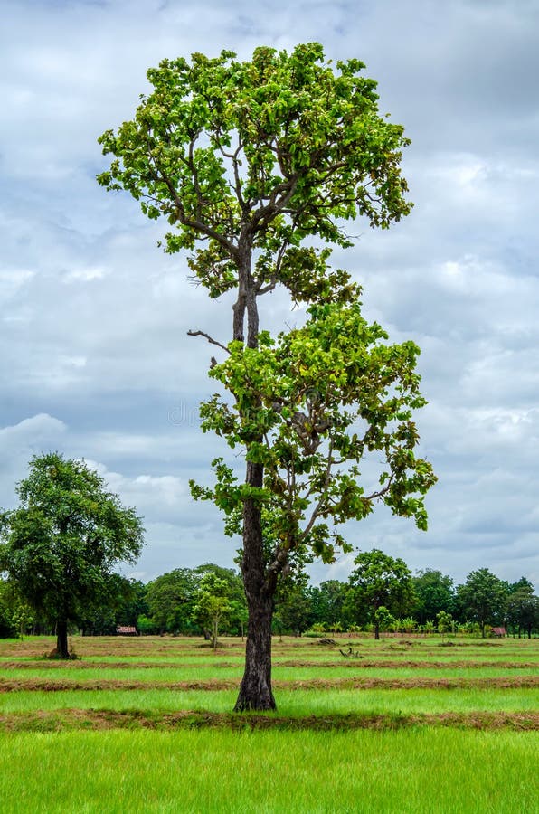 Sun set sky tree cloud stock photo. Image of sunlight - 156225572
