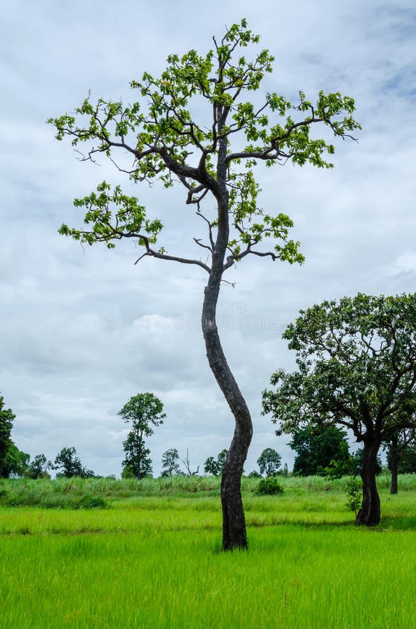 Green tree with cloud stock photo. Image of cloud, nature - 227023180