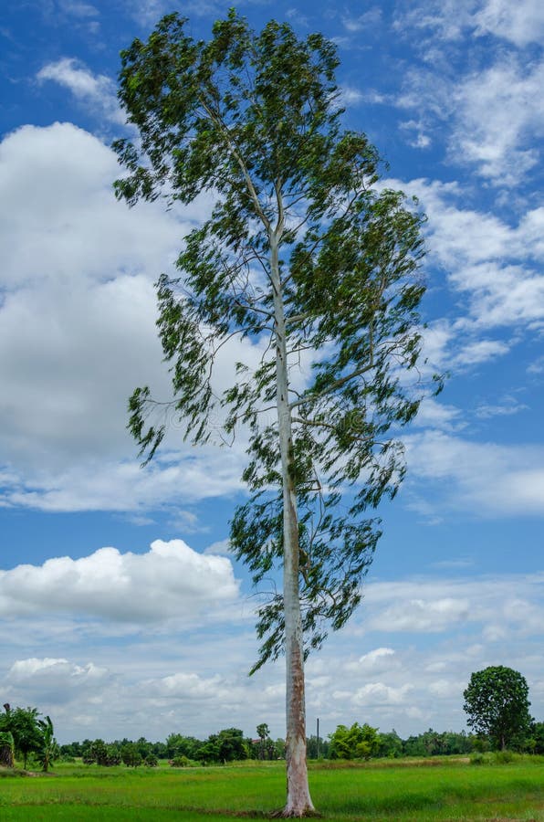 Green tree with cloud stock image. Image of branch, wooden - 227023189