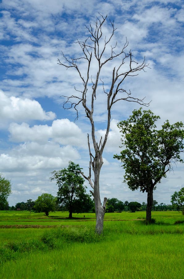 Sun set sky tree cloud stock photo. Image of sunlight - 156225572