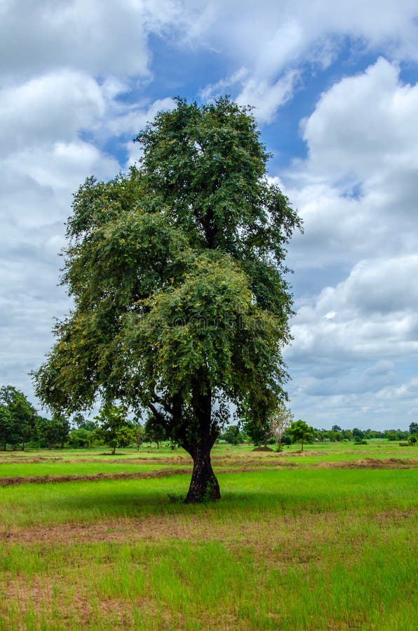 Green tree with cloud stock image. Image of cloud, trunk - 227023229