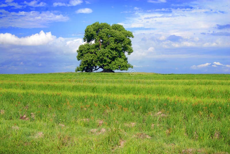 Rocha Family Business Background Stock Photos - Free & Royalty-Free ...