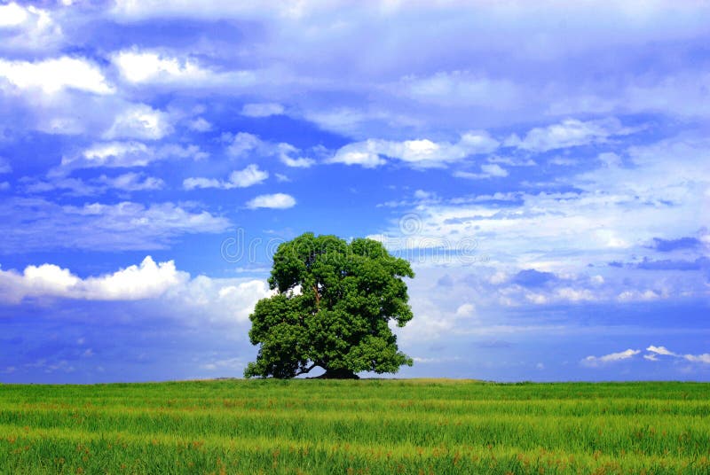 Green tree and cloudy sky stock photo. Image of lawn - 17879350