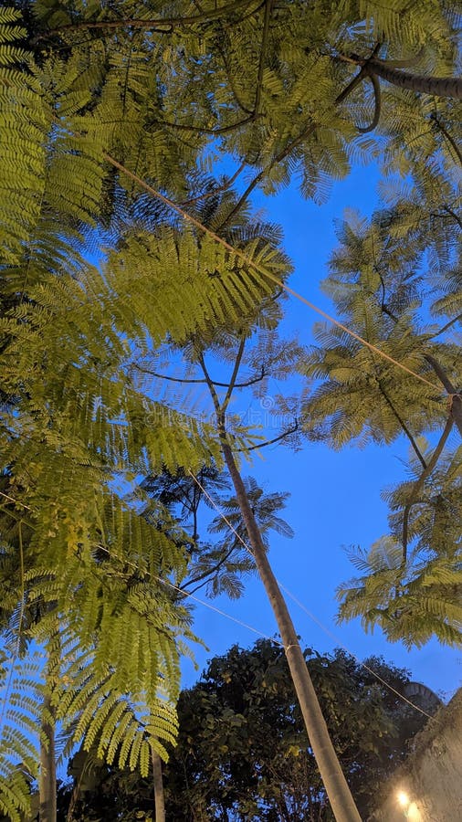 Green tree coffee shops stock image. Image of tree, green - 380108439