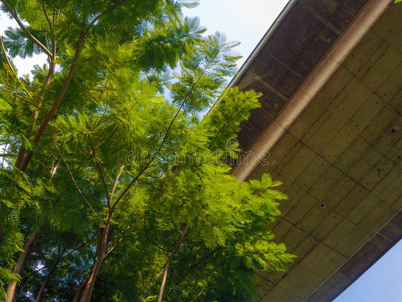 Green Tree with Concrete Expressway Stock Image - Image of architecture ...