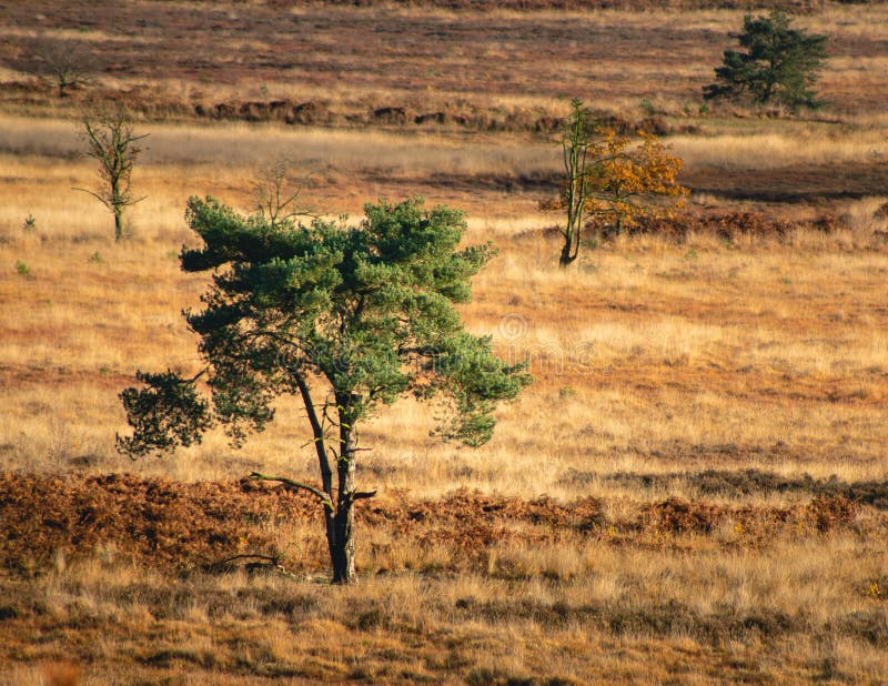 Green Tree Contrast on Golden Fields Stock Photo - Image of grain ...