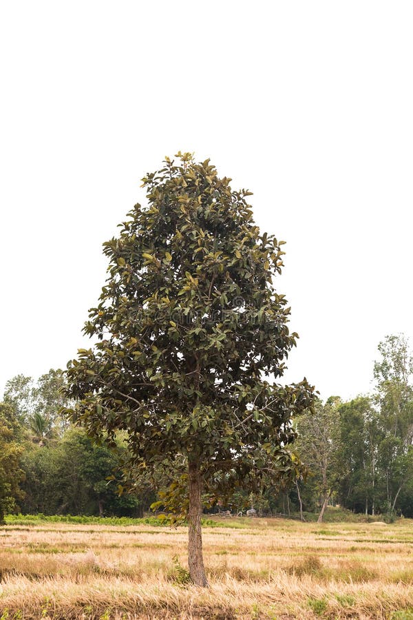 Green tree stock image. Image of tree, grass, plant, road - 89824851