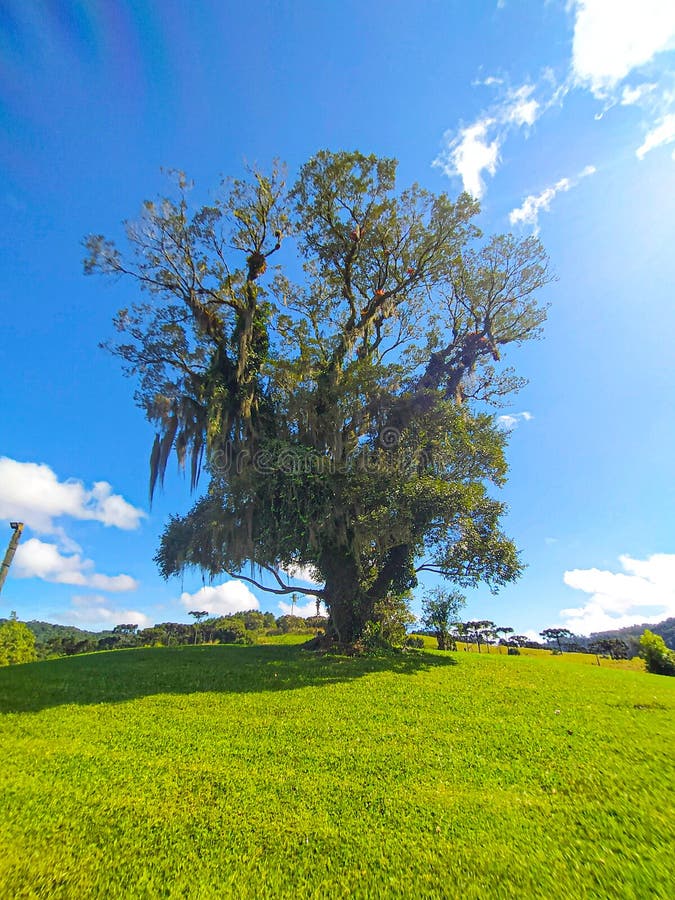 Oak tree in countryside stock photo. Image of field, hillside - 17538406
