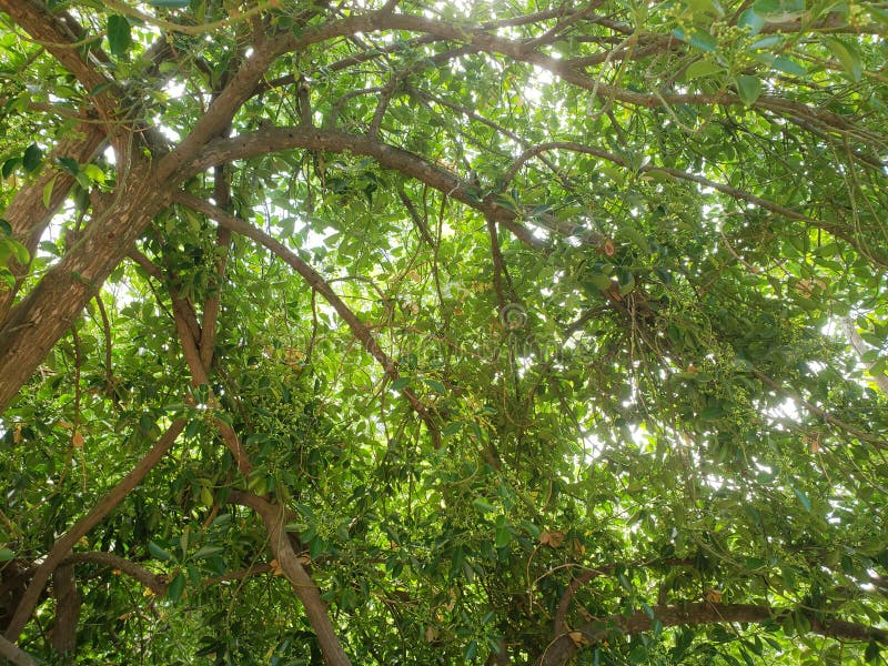 Green Tree Cover Shady stock photo. Image of twigs, bees - 185072888