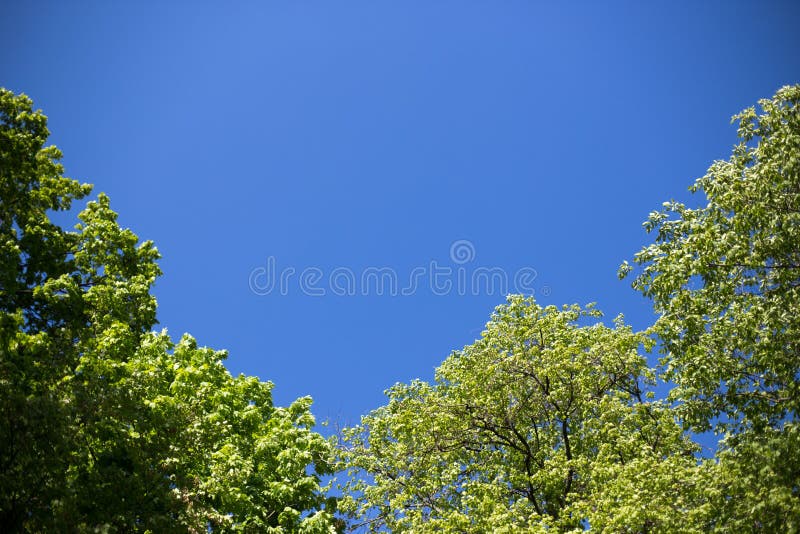Green Tree Crown on Blue Sky Background Stock Photo - Image of pink ...