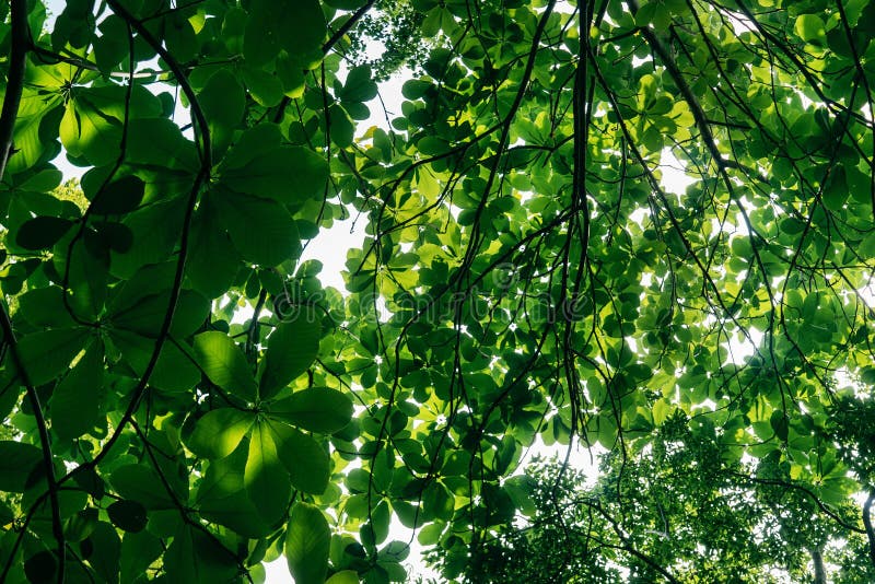 Green tree crown with gaps stock image. Image of leaves - 161270739