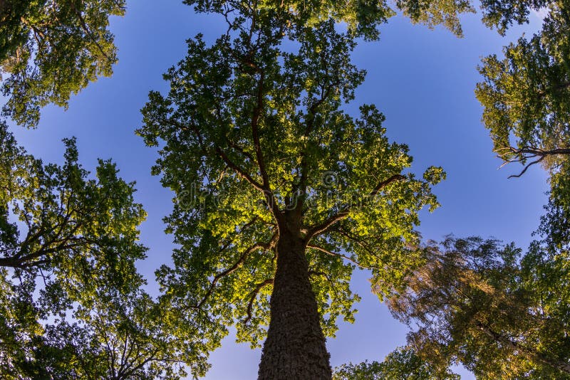 Green Tree Crowns in a Forest Stock Photo - Image of natural, green ...