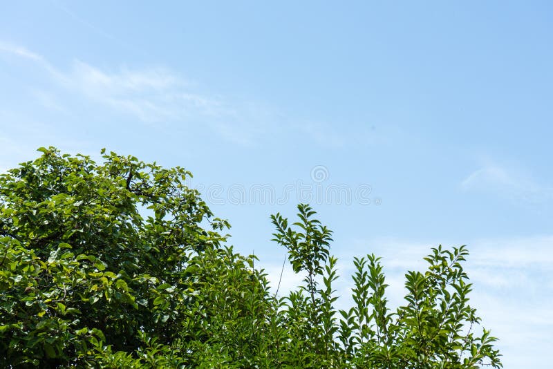 Green Tree in Daylight with Blue Sky Stock Photo - Image of meadow ...