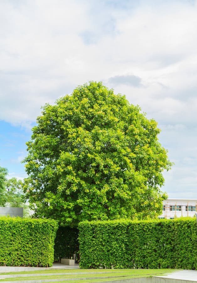 Green tree stock photo. Image of tree, garden, ecology - 31799936