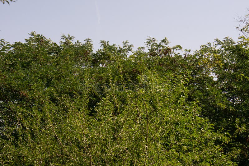 Green Tree with Dense Foliage Stock Photo - Image of freshness, herb ...