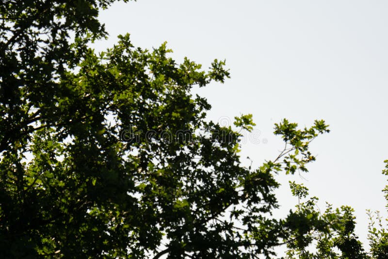 Green Tree with Dense Foliage Stock Photo - Image of nature, dense ...