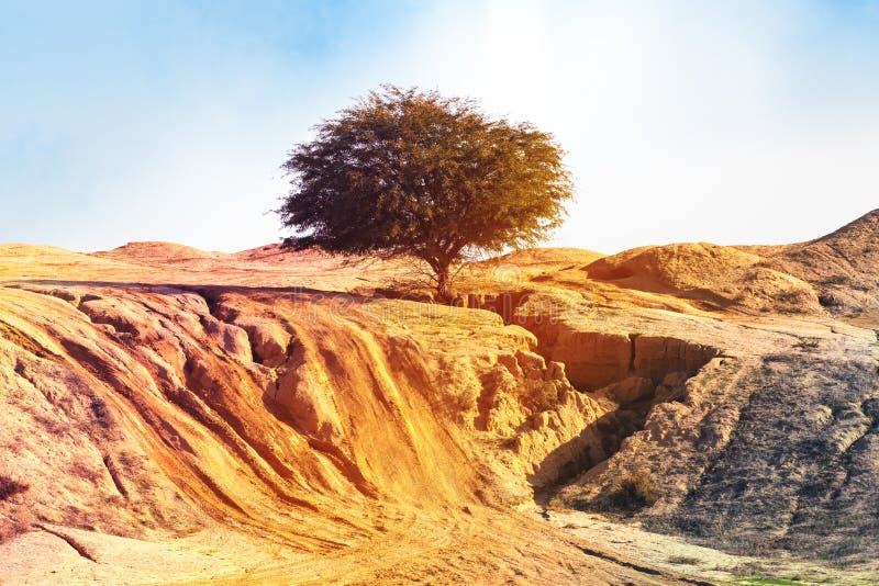 Green Tree in a Desert Canyon Stock Photo - Image of rock, desert ...