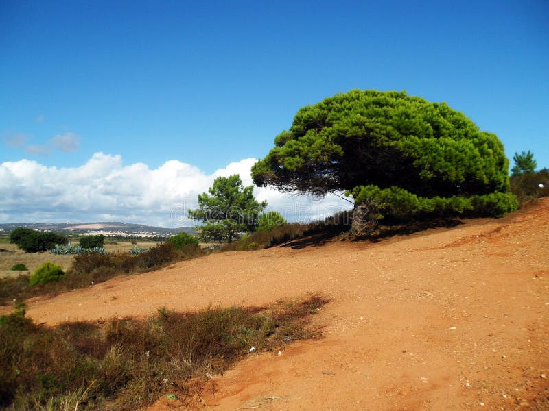 Green tree in desert stock image. Image of desert, tree - 73909079