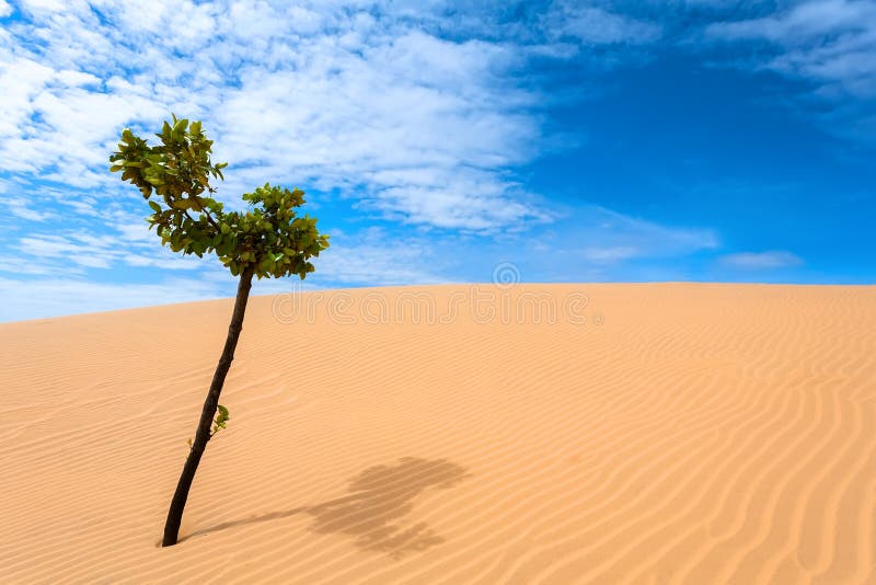 Green tree, desert stock photo. Image of oasis, green - 50832552
