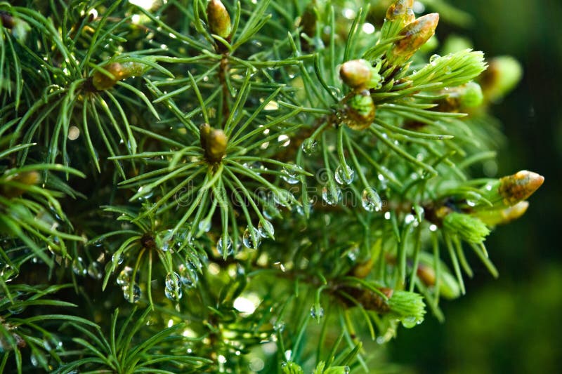 Green Tree with Dew on the Cobweb Stock Image - Image of summer, spring ...