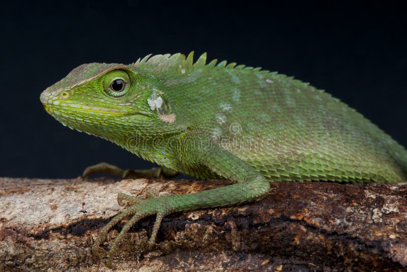 Green tree dragon stock image. Image of green, pets, predator - 15215579