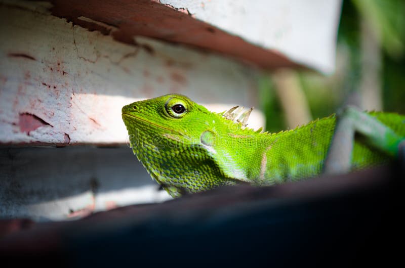 Green tree dragon stock photo. Image of lizard, indonesia - 37901680