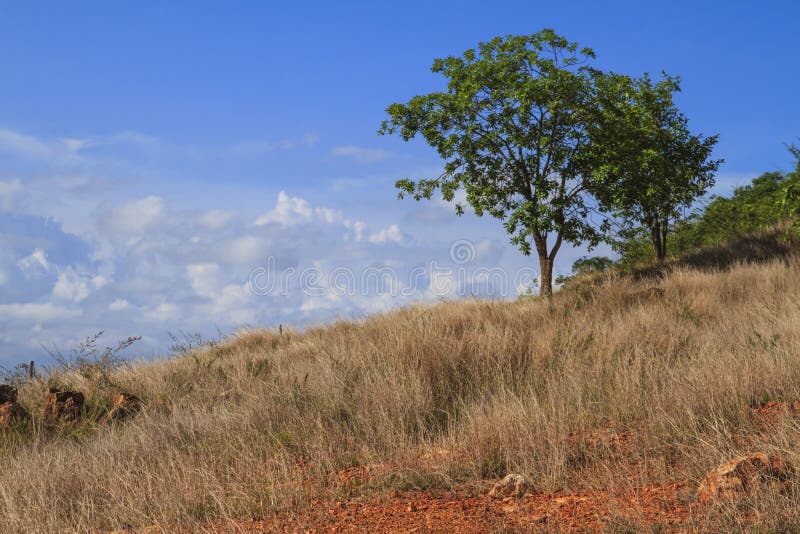 Green tree on dry grass stock photo. Image of field, spring - 42887342