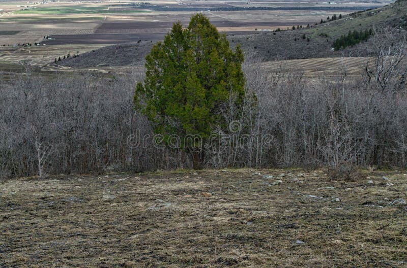 Green Tree on a Dry Landscape Stock Photo - Image of outside, nature ...