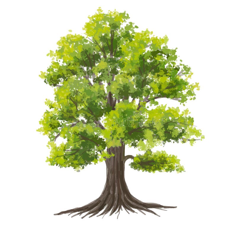 Tree Elevation Stock Illustrations – 4,773 Tree Elevation Stock ...