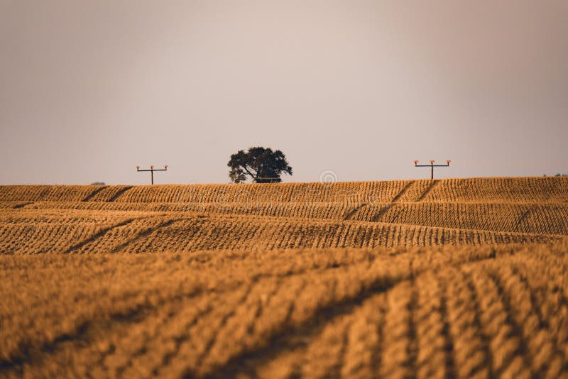 Green Tree at the End of a Yellowed Field Stock Photo - Image of ...
