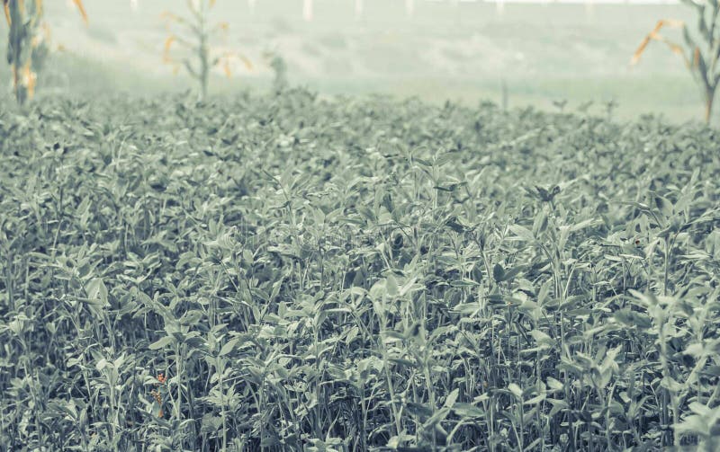 Green Tree in Farmer ,Egypt. Stock Photo - Image of nview, space: 180727342