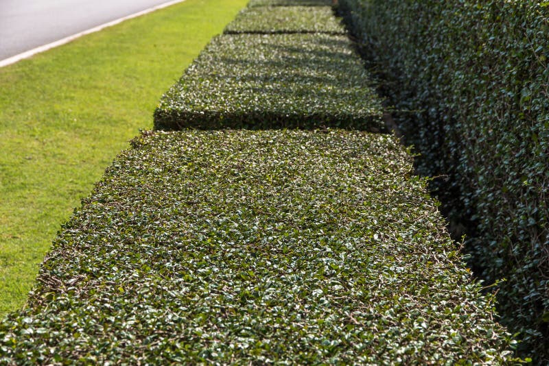 Theâ€‹ Green Tree Fence,green Field in the Garden with Blue Sky and ...