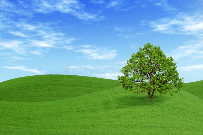 Green tree in the field stock image. Image of blue, picturesque - 9275949