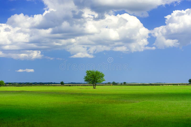 Green tree isolated stock image. Image of ches, large - 19857105