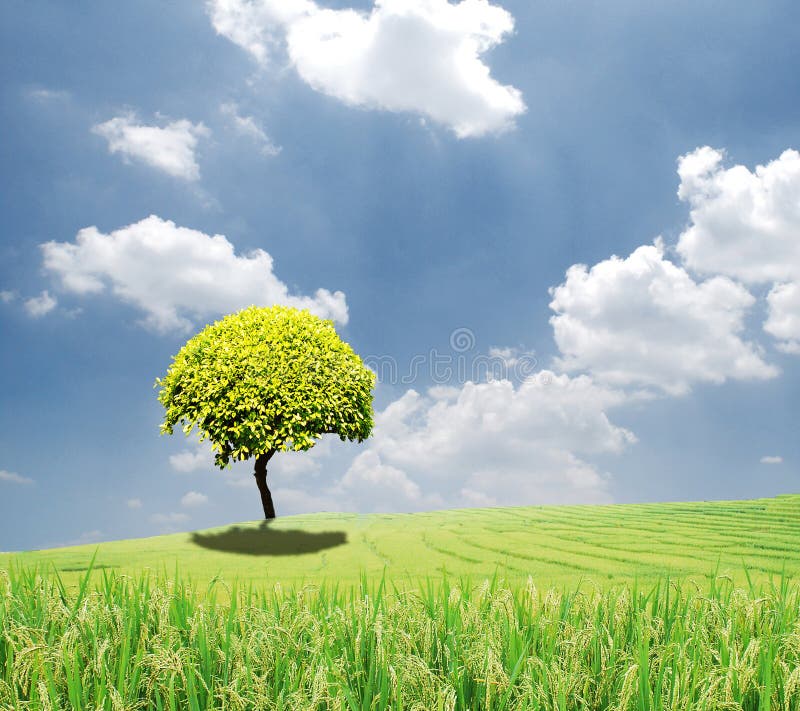 Green Tree in a Field on Blue Sky Stock Image - Image of cloud, foliage ...