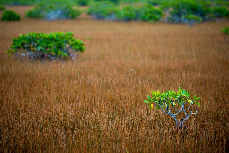 Green Tree in a Field with Dry Grass Stock Photo - Image of scenic ...