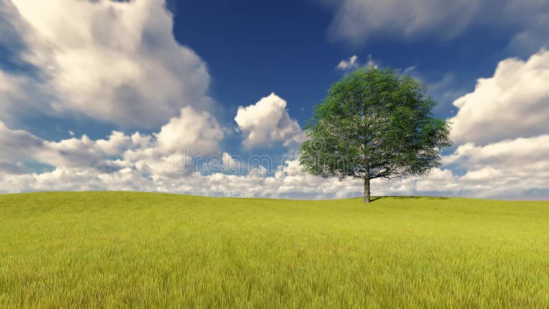 Oak Tree Silhouette Stock Footage & Videos - 1,618 Stock Videos