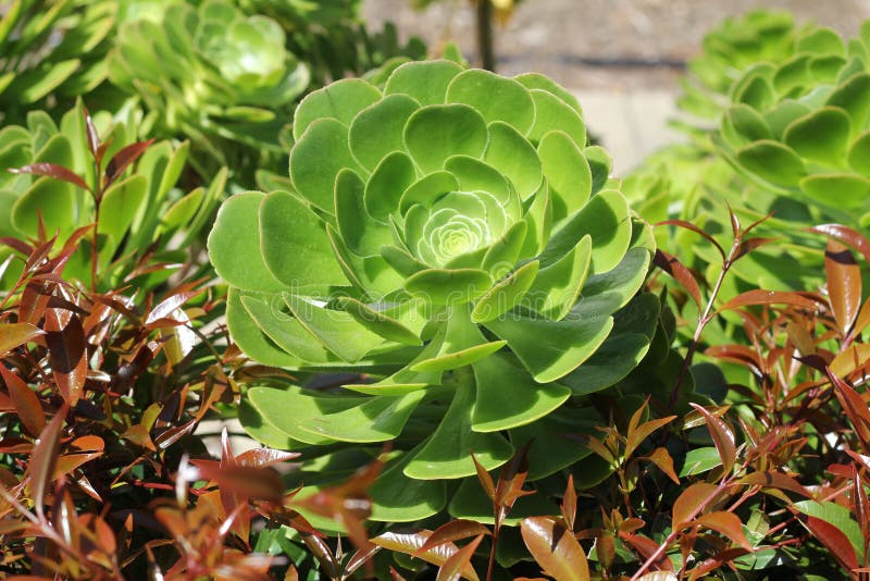 Green tree flowers stock image. Image of colourful, agriculture - 16727629