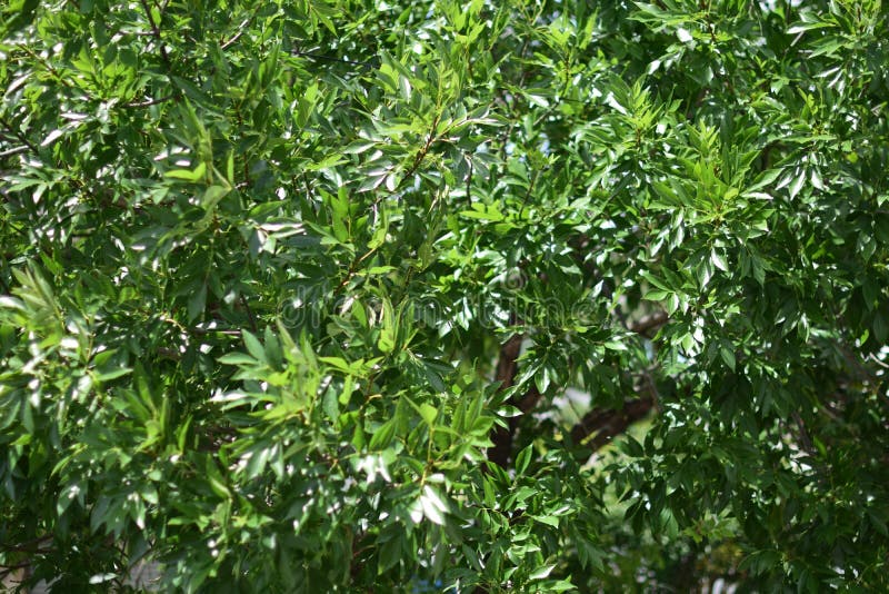 Green tree foliage stock image. Image of recyclable - 162600001