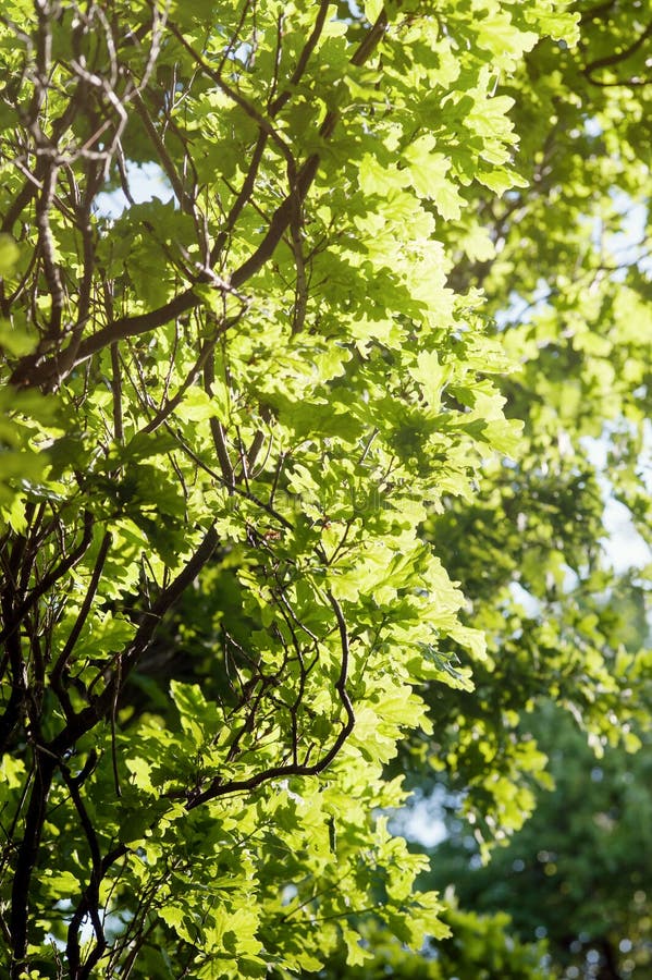 Green tree foliage stock image. Image of spring, sunlight - 51723993