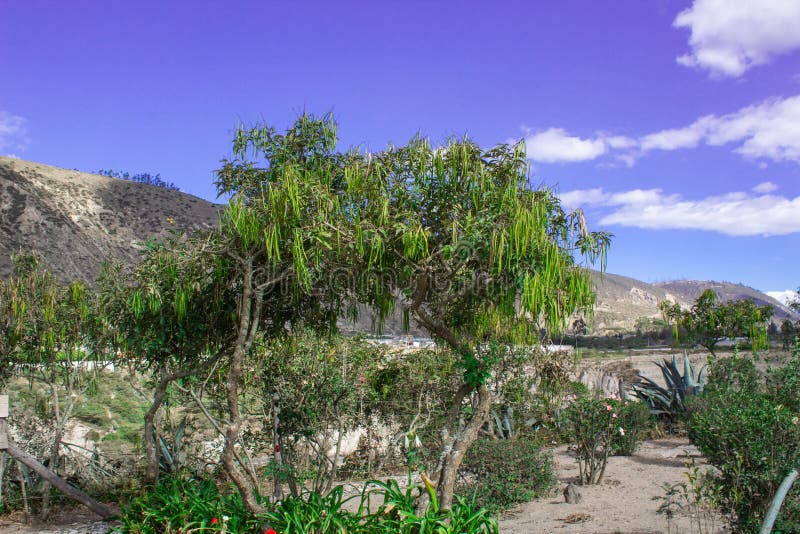 Green Tree in the Foreground, Behind the Mountains and Landscape. Stock ...