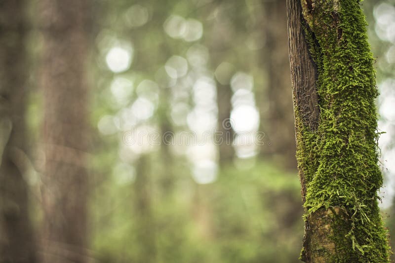 Green Tree in the Forest Closeup Stock Photo - Image of landscape ...