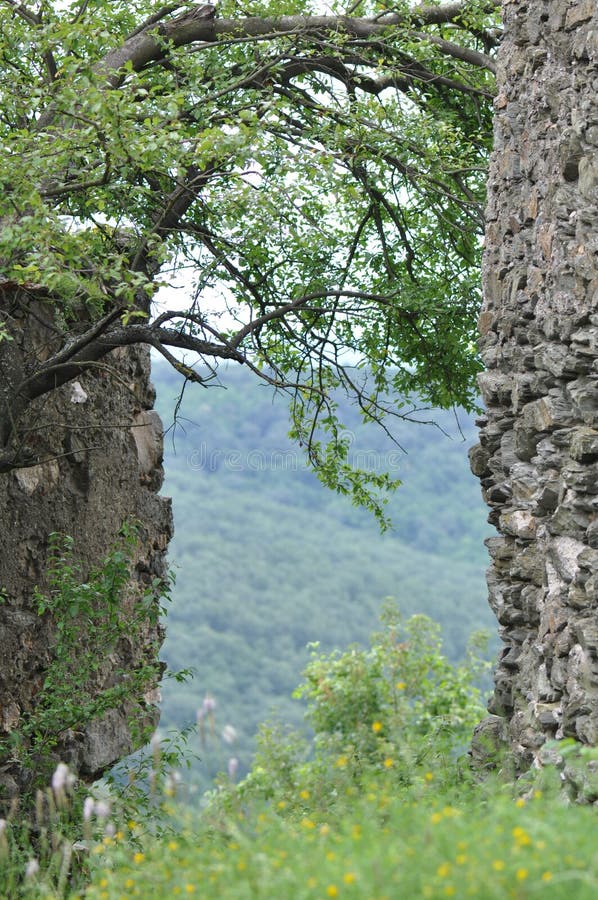 Tree and fortress wall stock image. Image of judaism - 115291751