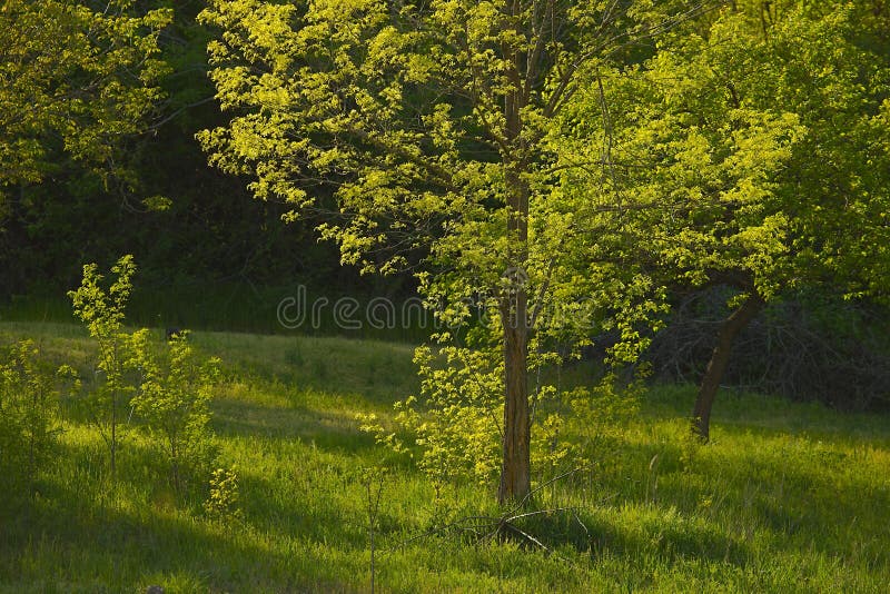 Green Tree stock photo. Image of conservation, environment - 52678314
