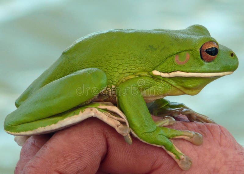 22,533 Frog Green Tree Stock Photos - Free & Royalty-Free Stock Photos ...