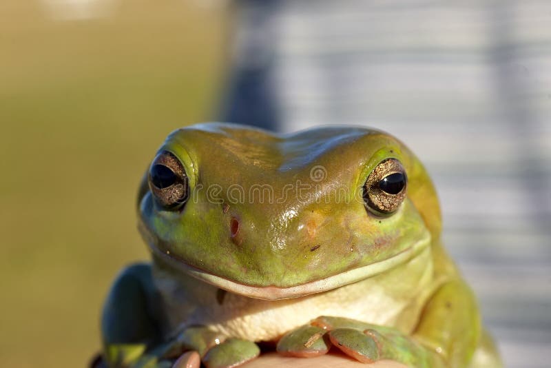 Wise Frog Stock Photos - Free & Royalty-Free Stock Photos from Dreamstime