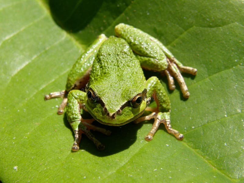 Green Tree Frog stock image. Image of amphibian, fauna - 22758481