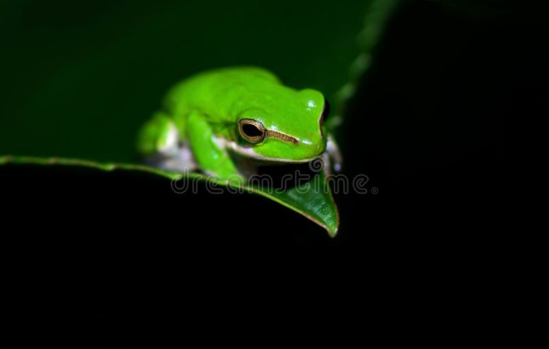 Green tree frog stock photo. Image of fallax, litoria - 25637988