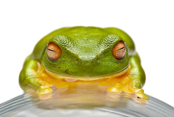 Green tree frog stock image. Image of sitting, tree, sleep - 4892823